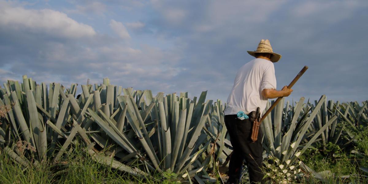Sobreproducción del agave: el gran desafío de la industria tequilera ...