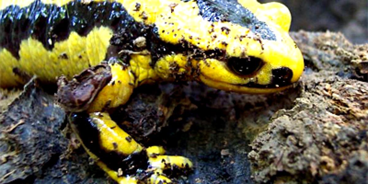 Misterio, detrás de desaparición de salamandras en CA
