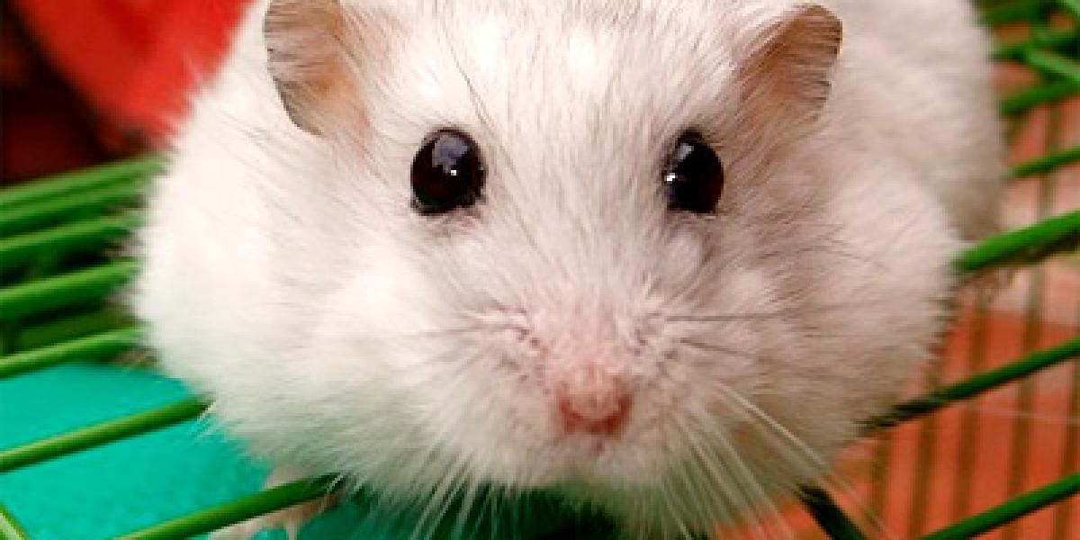 Decifran el genoma del ratón