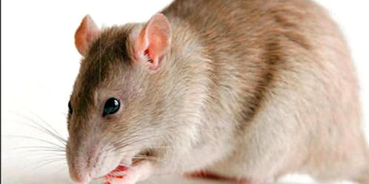 El ratón que se cree pájaro