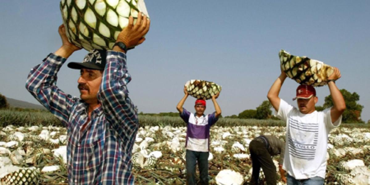 Apoyan el uso exclusivo de la marca Agave