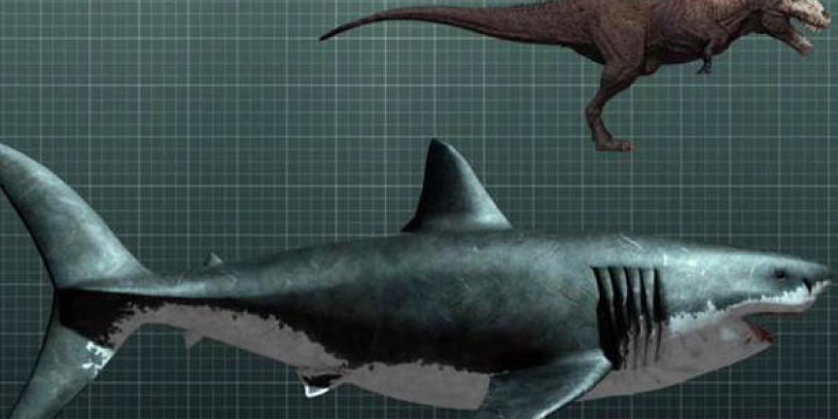 Critican a Discovery por especial sobre tiburón