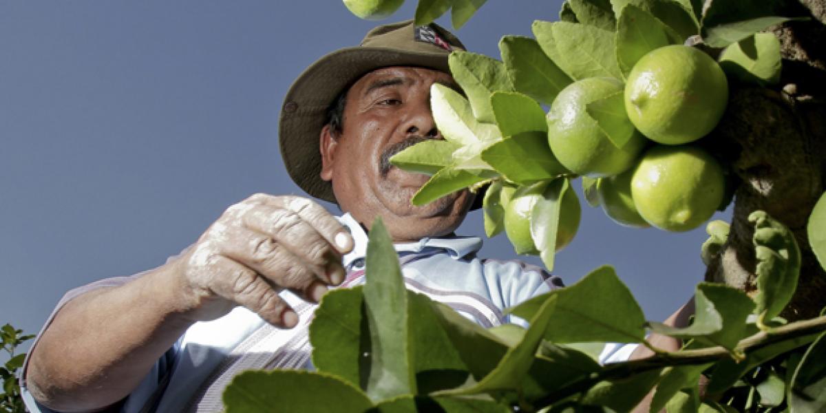 Asesinan a Javier Vargas Arias, líder citrícola de Álamo Temapache, Veracruz