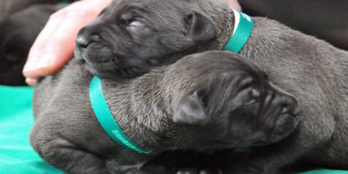 China está construyendo una fábrica para clonar animales