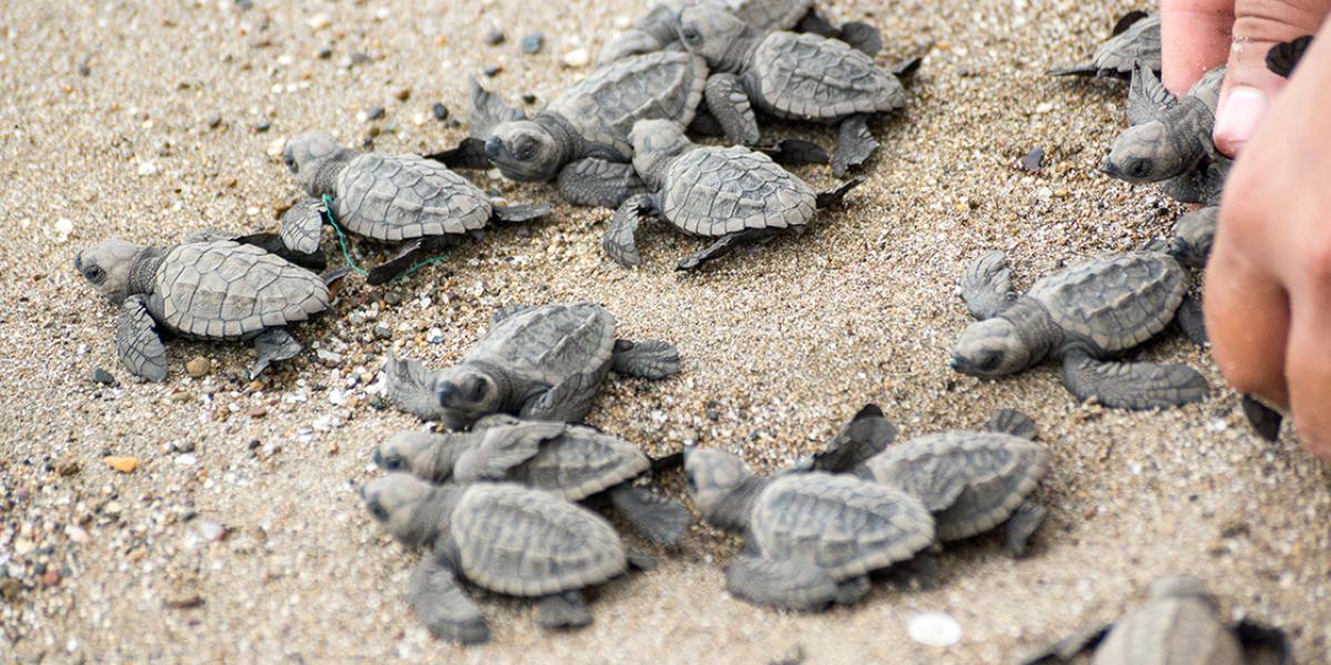 Pinfra se estrena como Empresa Socialmente Responsable