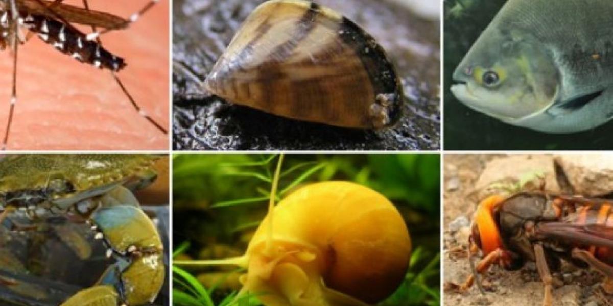 México ya cuenta con una primera lista de especies invasoras