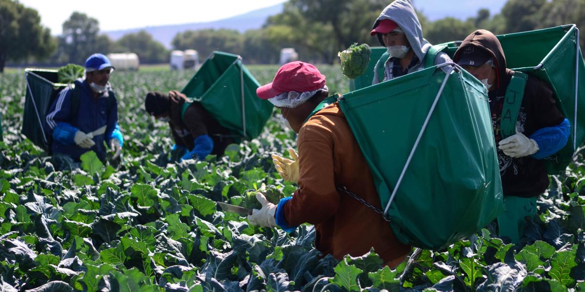 En México, 4 de cada 10 productores rurales tienen más de 60 años de edad