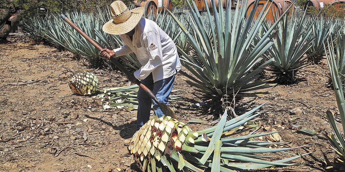 Celebran primera Fiesta del Agave en El Arenal