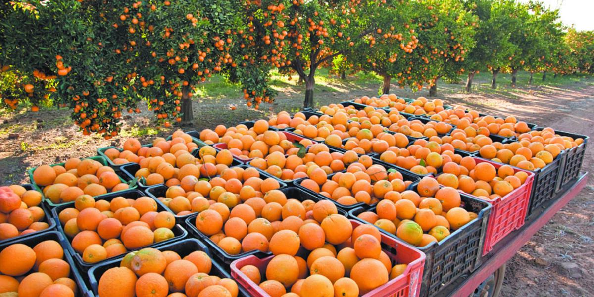 Desarrollo de pequeños productores de naranja en la Huasteca Potosina