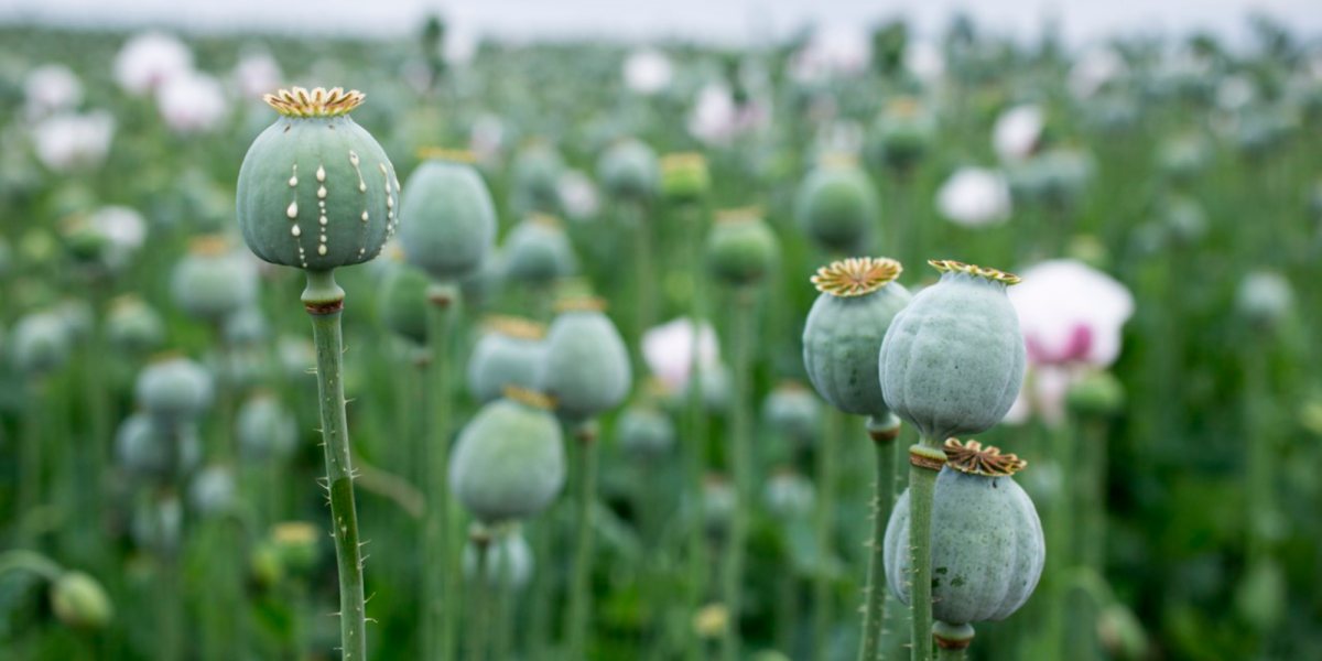 Del dolor al opio, y al placer