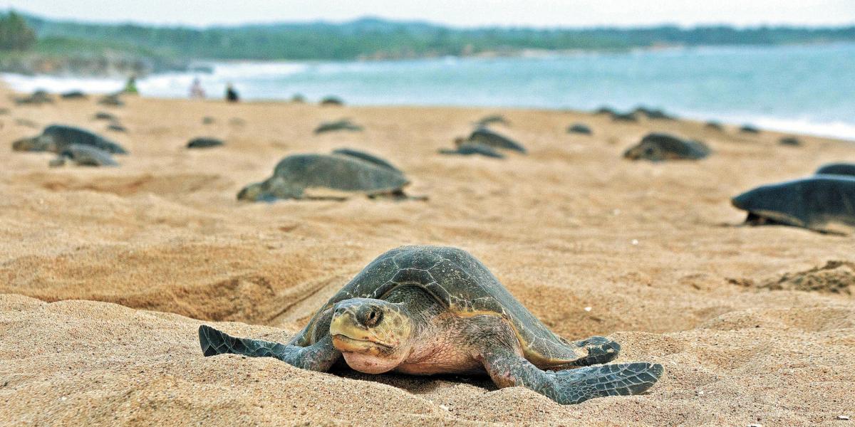 Declaran como Santuarios a 17 playas de anidación de las tortugas marinas