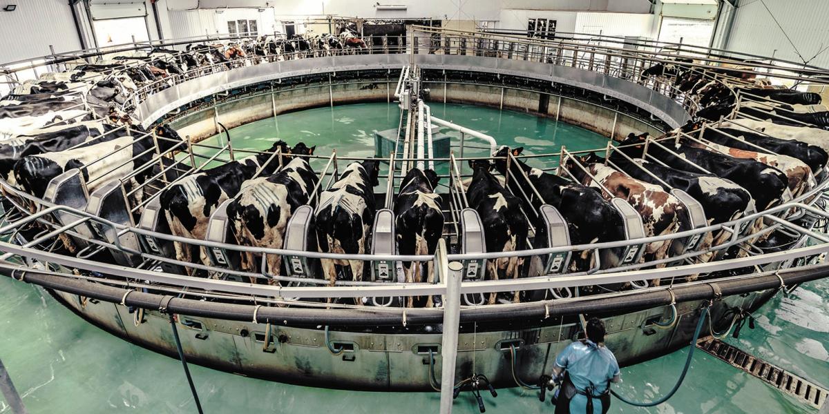 Destacan importancia de la industria láctea en el país