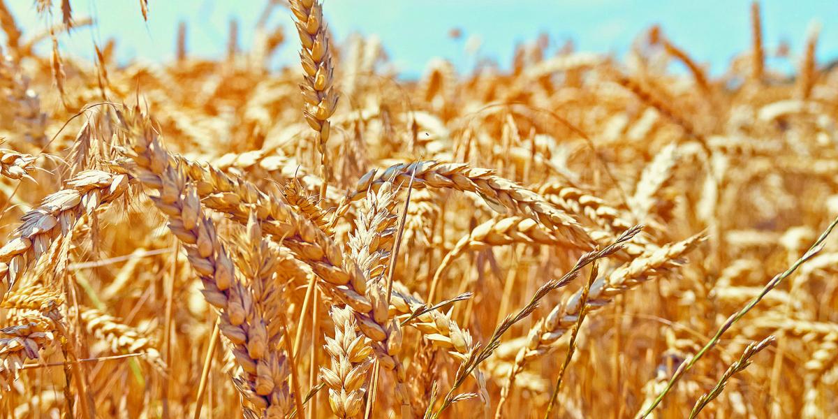Trigo en su precio más alto desde julio de 2023