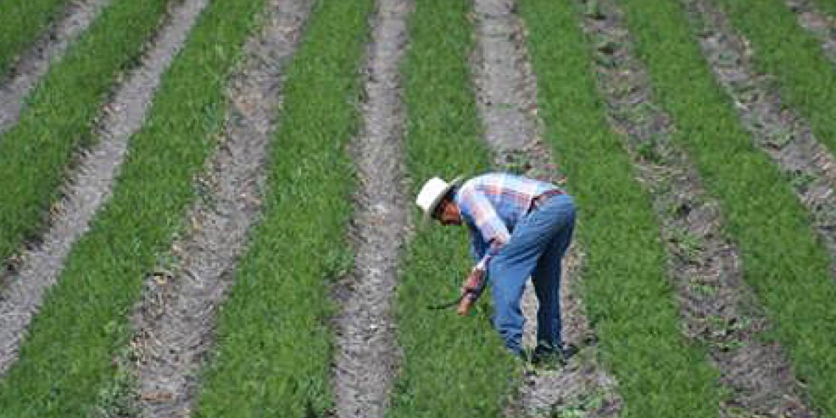 Ejidos y comunidades agrarias poseen 60% de la tierra necesaria para el ...