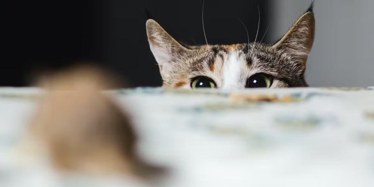 Los gatos domésticos han extinguido más animales que ningún otro depredador