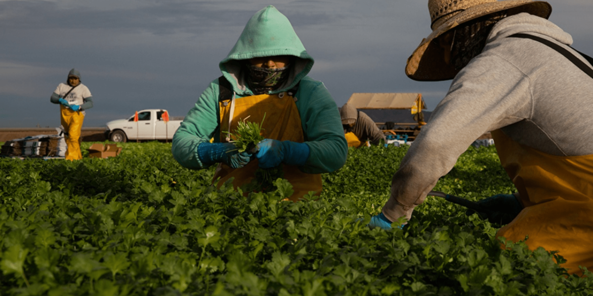 No hay taco sin cilantro: Alza de precios presiona a productores ...