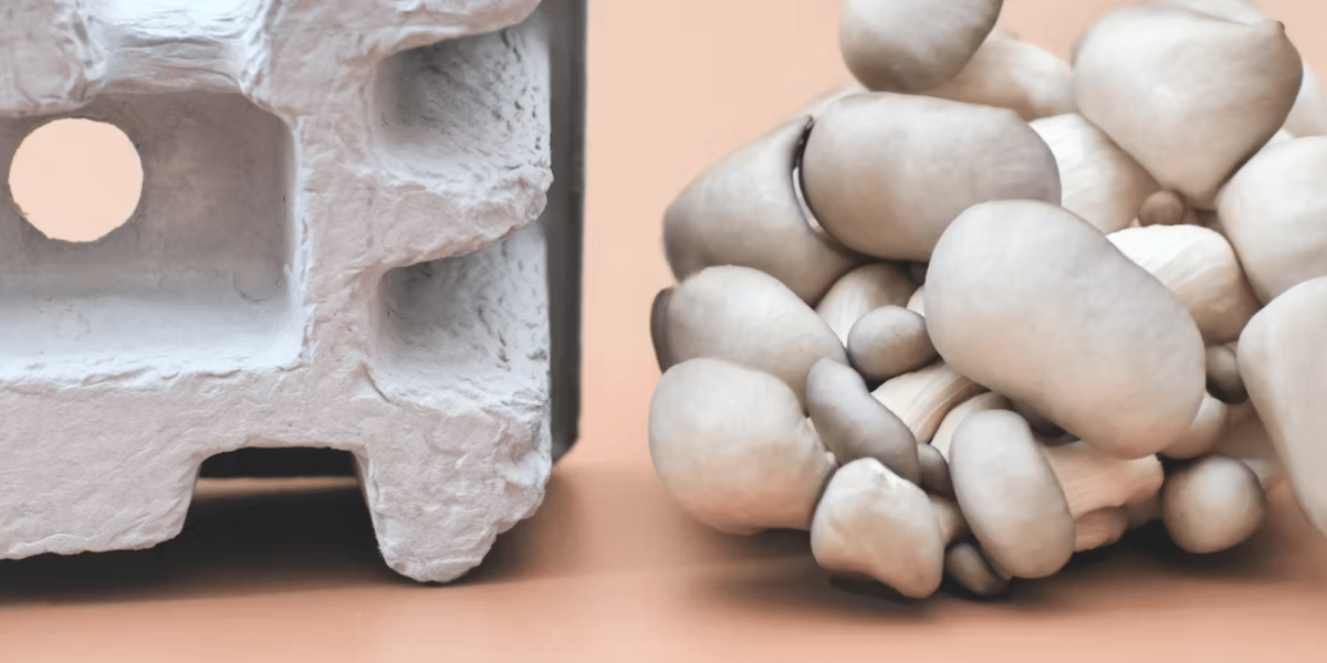 Hongos, una alternativa al plástico para fabricar envases biodegradables