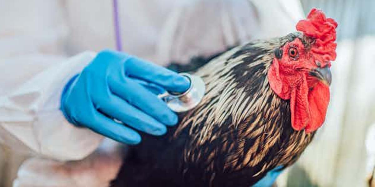La OMS pide una mayor vigilancia de la gripe aviar H5N1 entre los animales