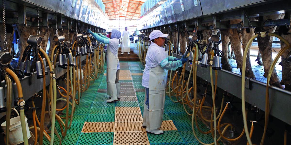 Producción de leche crecerá 2.2% en el 2024: AMLAC
