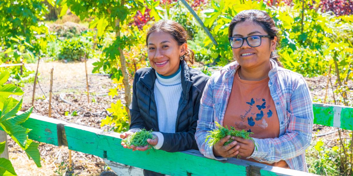 Romeritos: de las chinampas a la mesa navideña y ahora ¡hasta la sal!