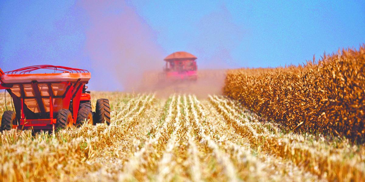 El acuerdo de paz presionó al maíz, al trigo y a la soya