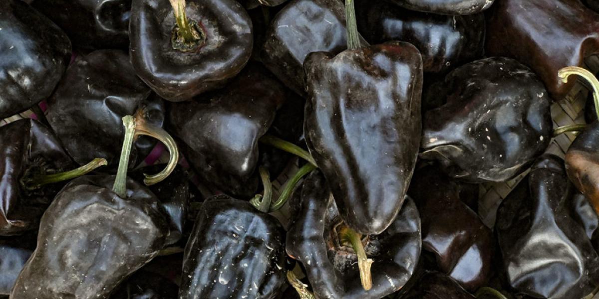Chile chilhuacle: Origen y tradición del chile más caro de México