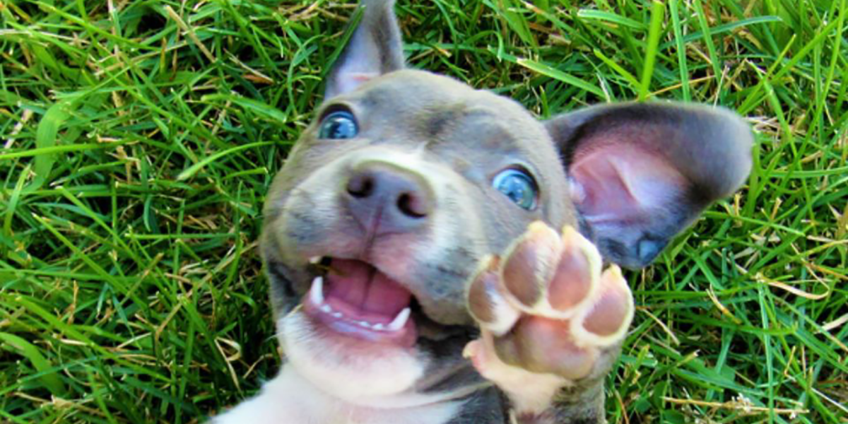 ¿Vas a comprar o adoptar un lomito? Esto cuesta mantener un perro