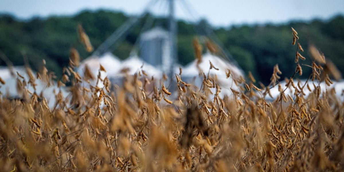 Rusia envía 58,000 toneladas de trigo a México