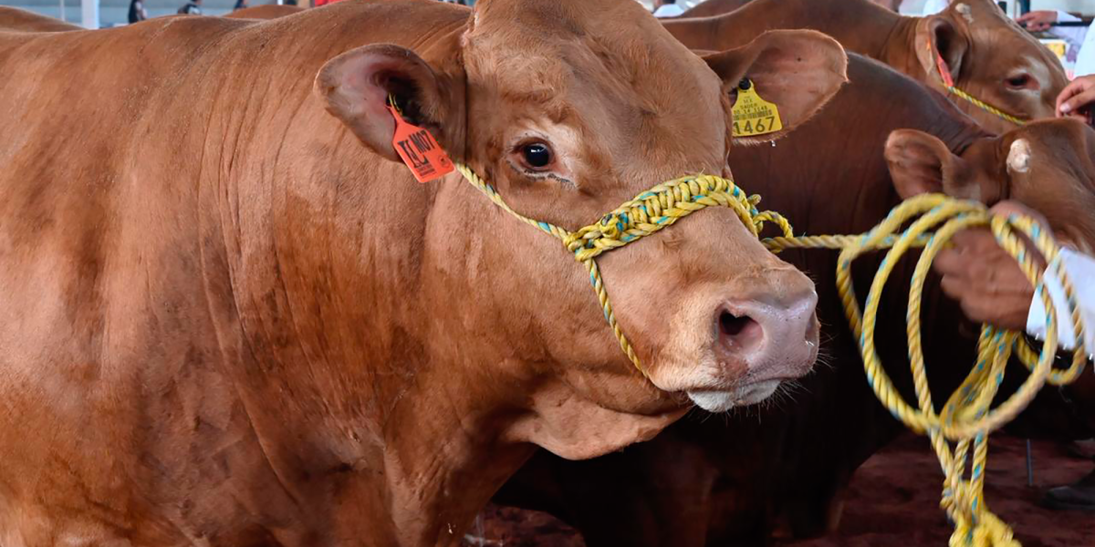 Jalisco lidera producción de Limousin, la raza más rentable en ...
