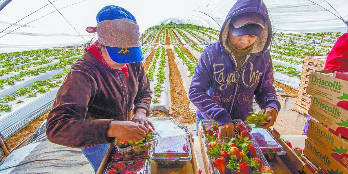 Chilena Hortifrut cierra campos en México