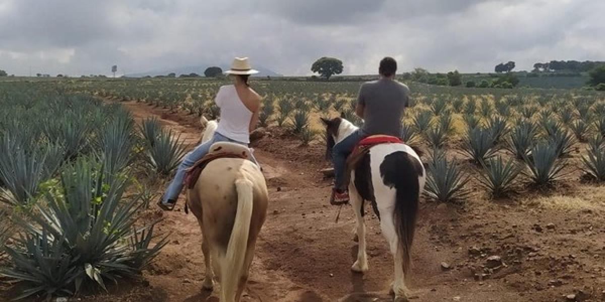 Ruta del Tequila refuerza desarrollo regional con alianza entre ...