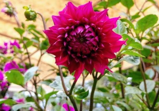 La ciencia detrás de la flor nacional: la Dalia hoy requiere más apoyos